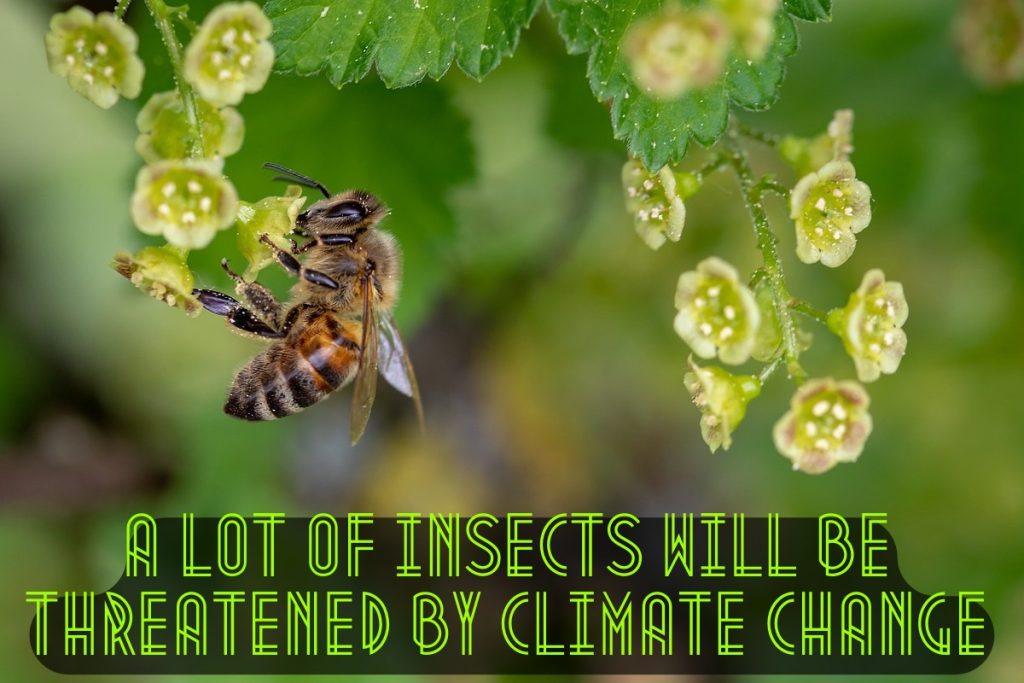 A new study says that climate change may kill 65 percent of insects on ...